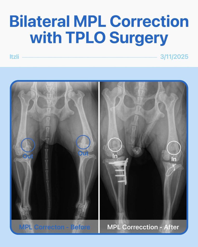 TPLO Surgery - Itzli - Lee Animal Hospital